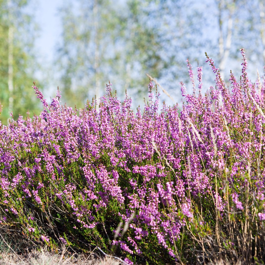 RED AGASTACHE 'HEATHER QUEEN' Hummingbrid Mint Hyssop Flower Herb 30 ...