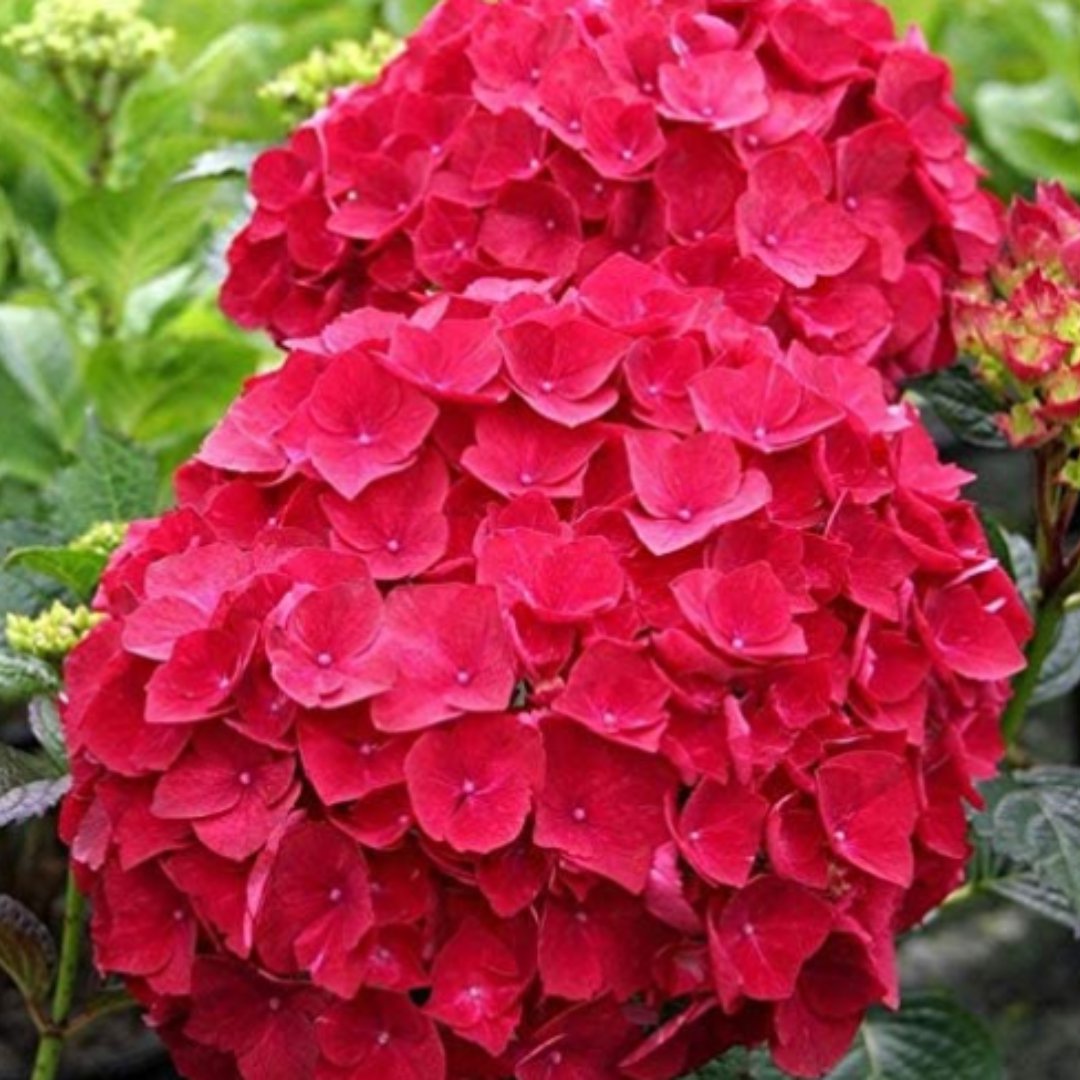 Multiple Color Choice Hydrangea Bonsai Perennial Flower Plant 50 PCS Seeds