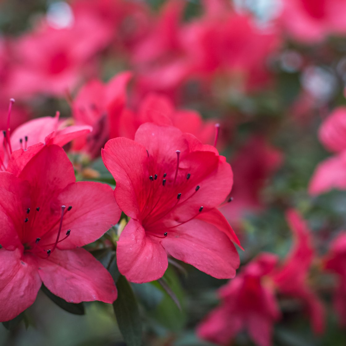 Japanese Azalea Dark Red Rhododendron Flowers 100 PCS Seeds