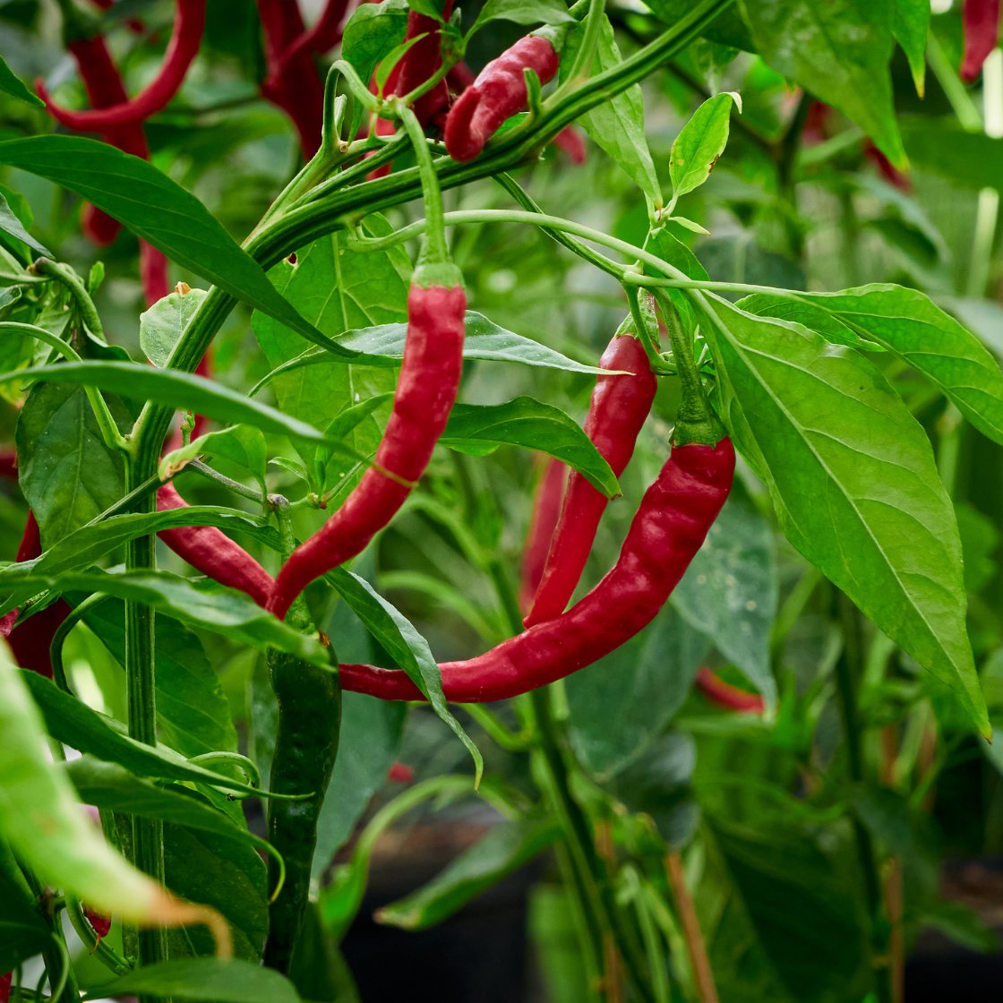Chili Pepper Cayenne Red Hot Chili Organic Heirloom 1500 PCS Seeds