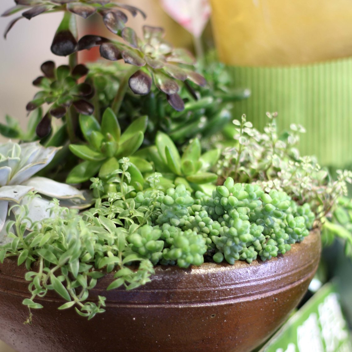 Succulent Planter Mix Lithops 500 PCS Seeds