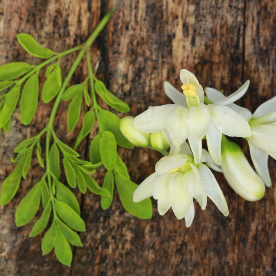 Fresh Edible Moringa Semillas 100 PCS Seeds