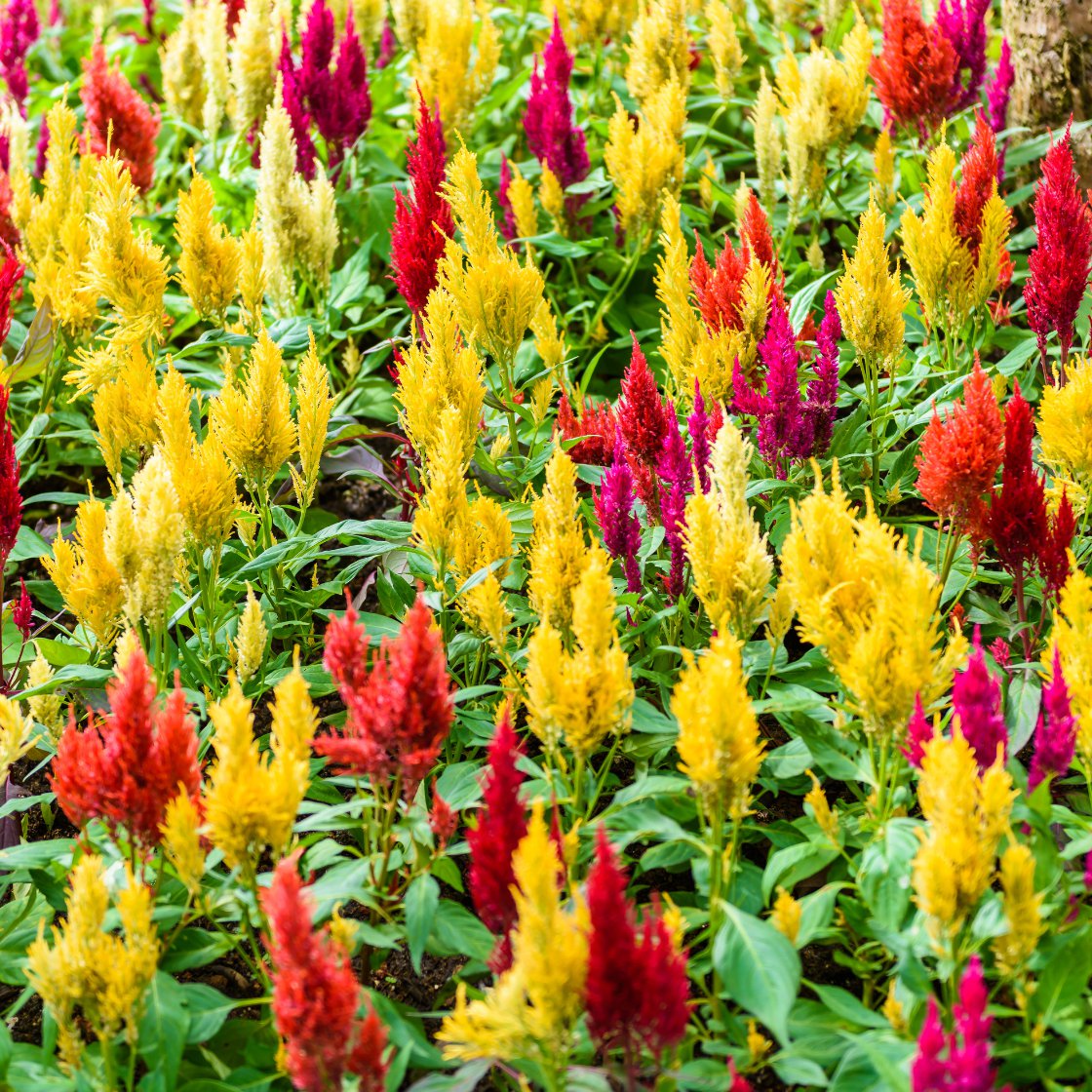 Flamingo Cockscomb 2 Types available 300 PCS Seeds