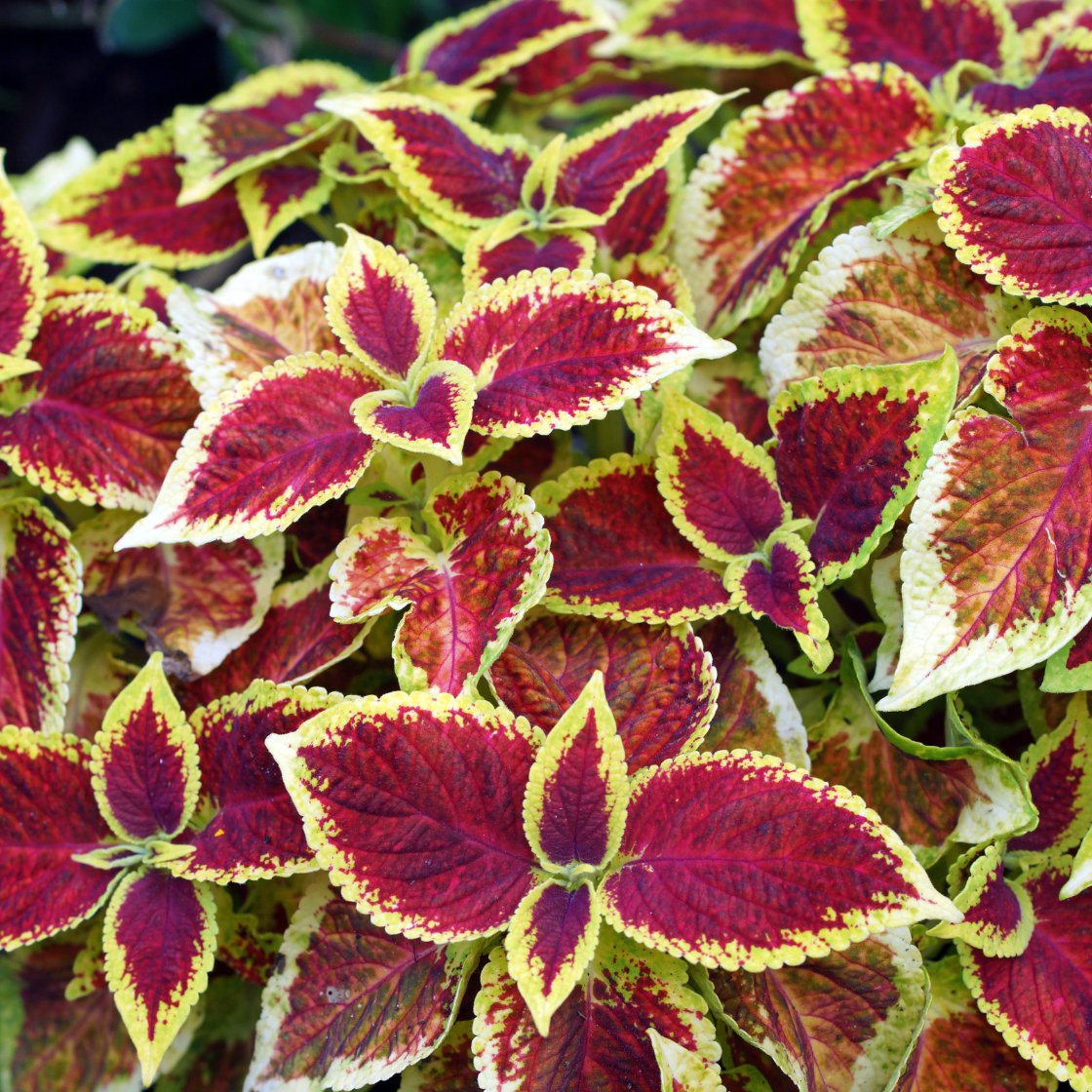 'SPOT WHITE' Coleus Fire Red with White Line Spots Leaves 100 PCS Seeds