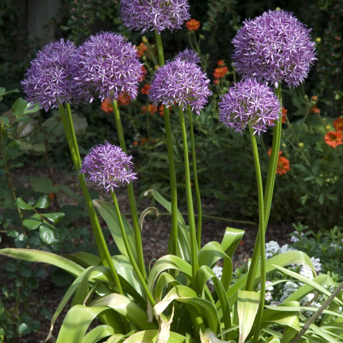 Allium giganteum Allium Flower Plants Beautiful Flower Plantas 100 PCS ...