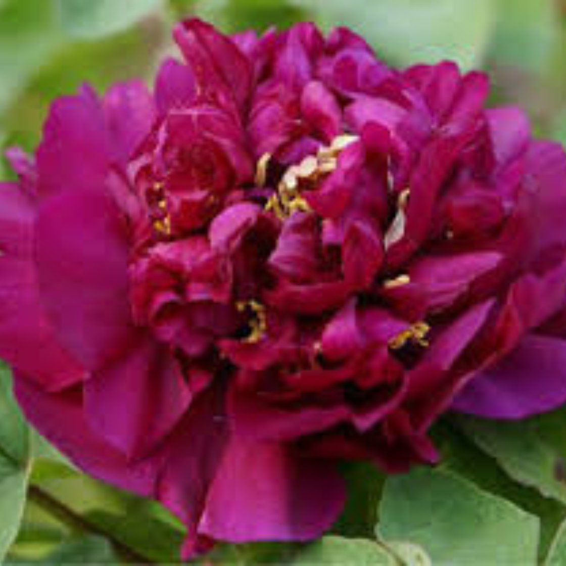 Heirloom 'Shou An Hong' Red Chinese Peony Seedling Flower - 5 Seeds