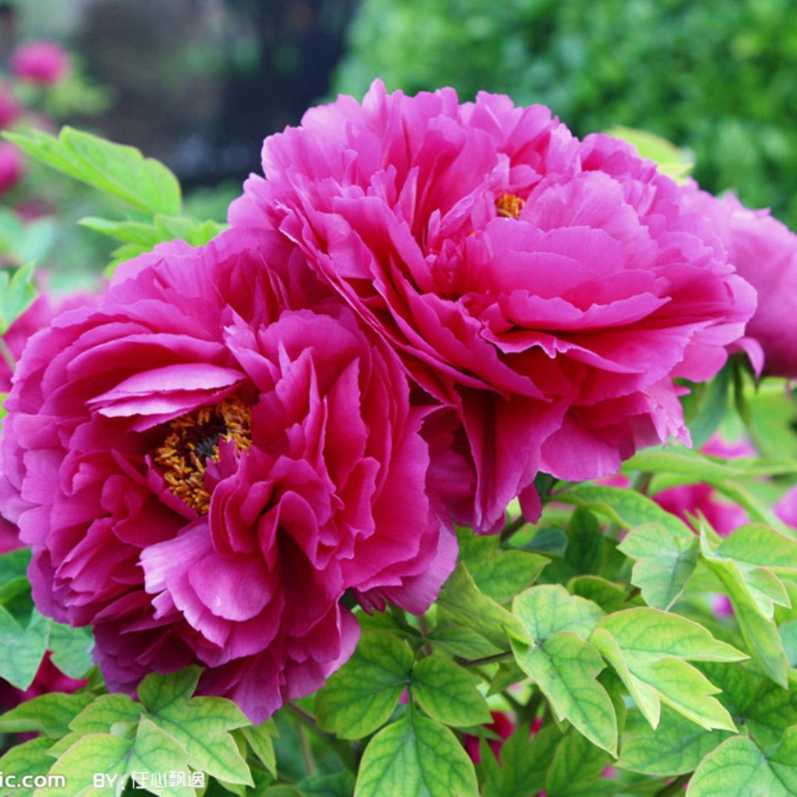 Heirloom 'Shou An Hong' Red Chinese Peony Seedling Flower - 5 Seeds
