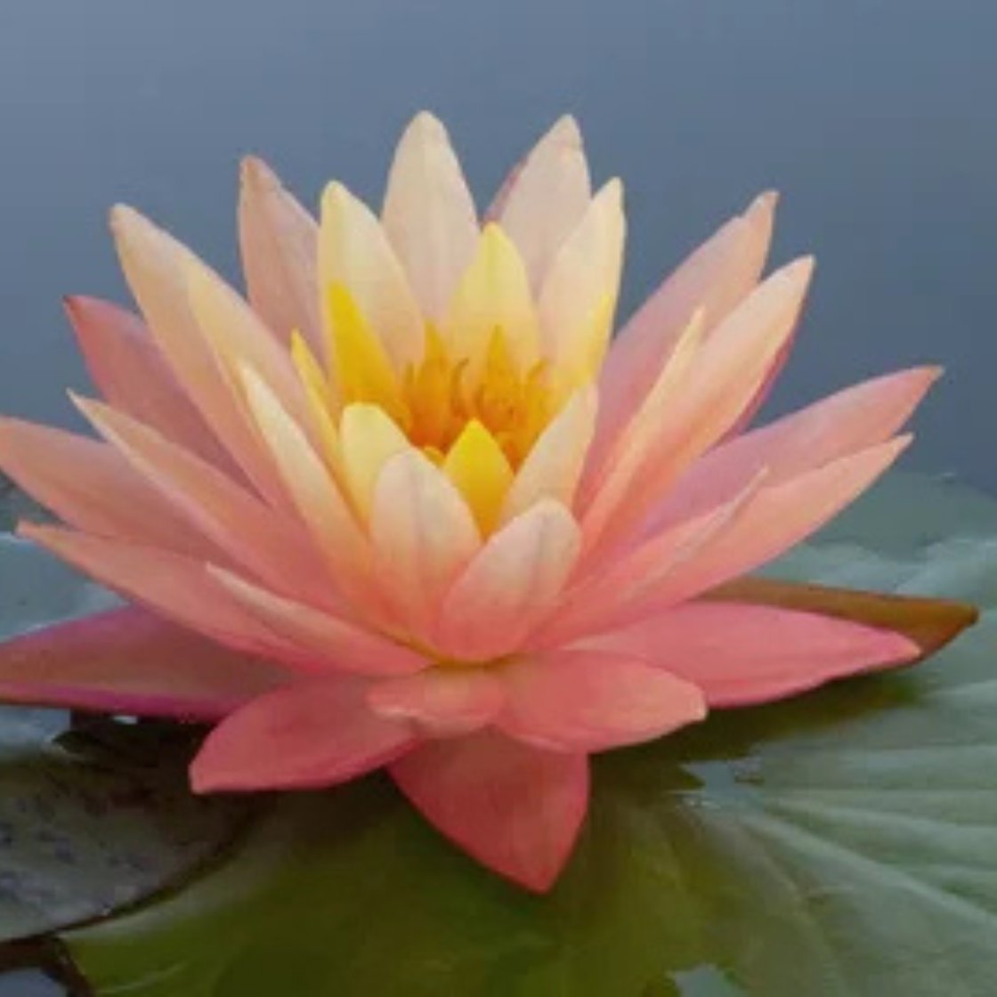'Helena Rubinstein' Red Lotus Flower Water Lily Flower Aquatic Plants ...