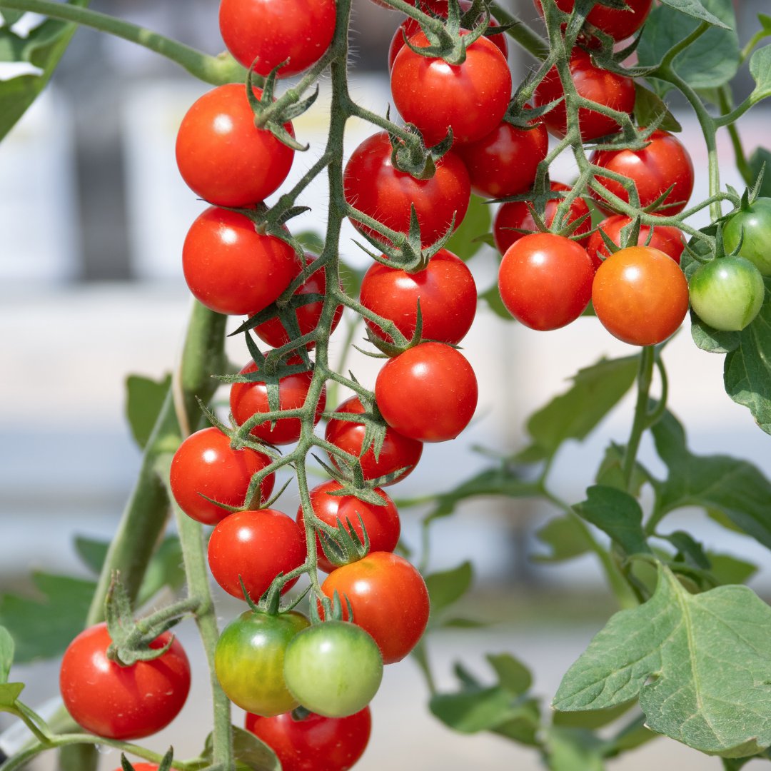 Perennial Tomato Giant Trees Outdoor Greenhouse Available - 5 Seeds