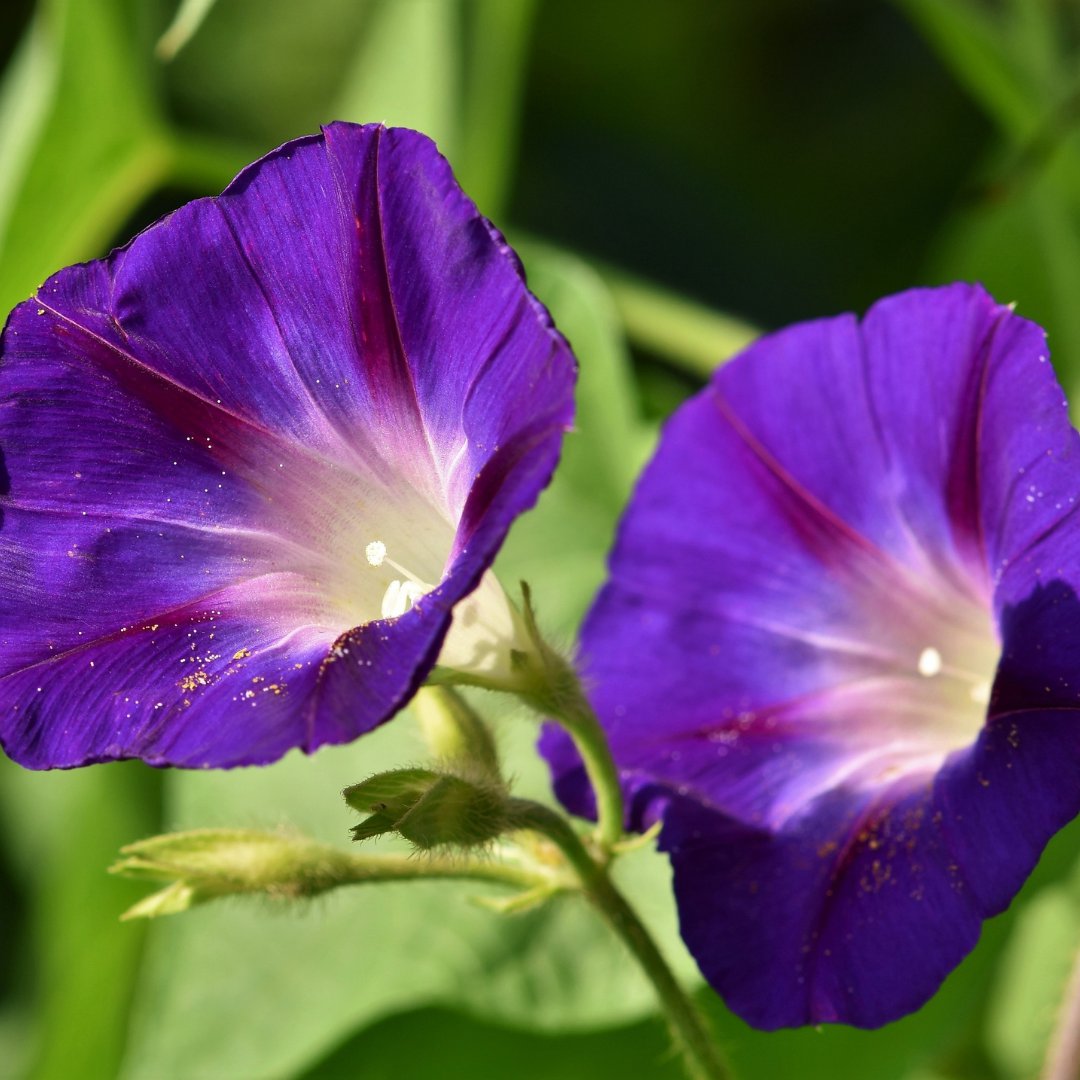 Purple Morning Glory - 50 Seed