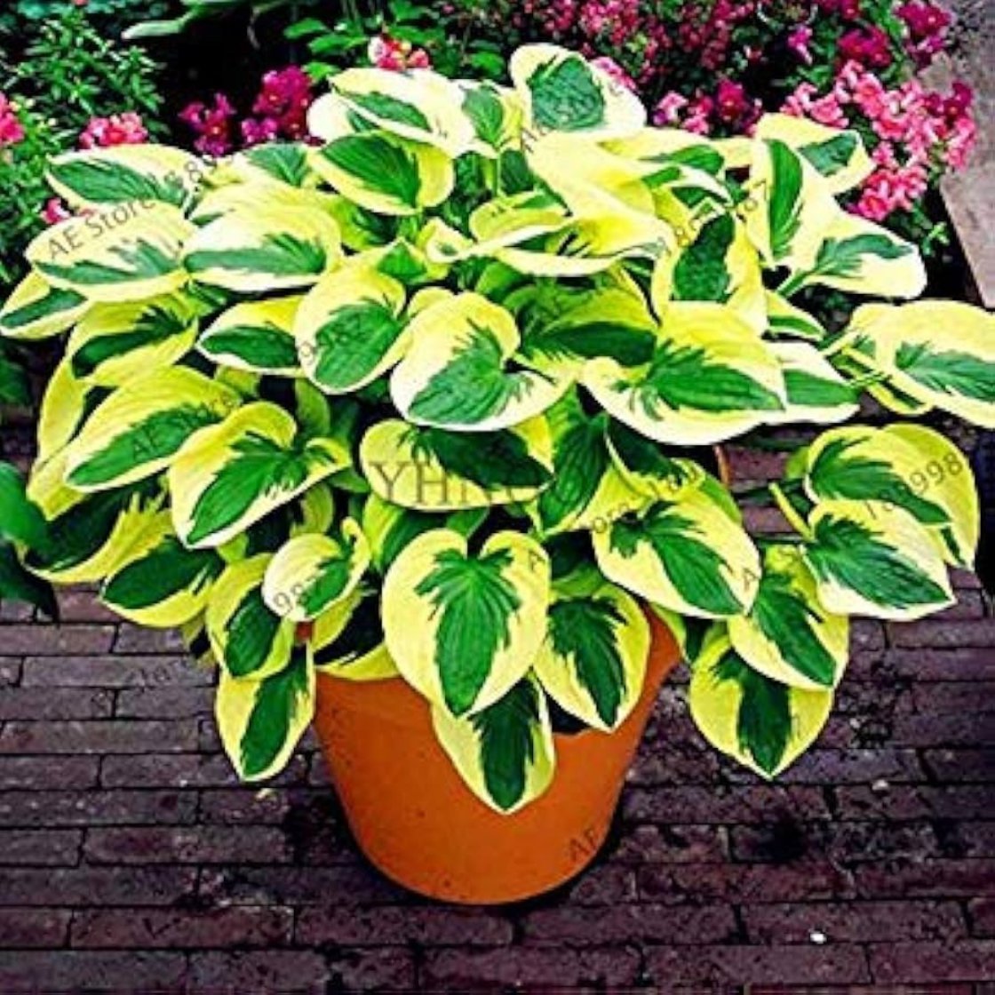 Hosta Seed Perennials Bright Green Leaves with White Edge - 200 Seeds