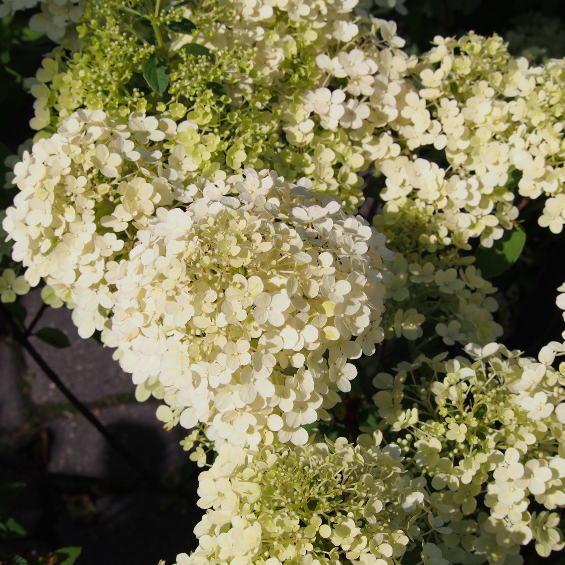Hydrangea Bonsai Paniculata 'Vanilla Fraise' Hydrangea Bonsai Flower ...