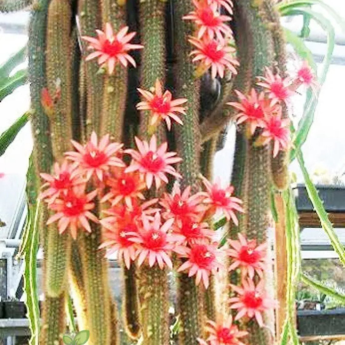 Hildewintera Aureispina Cactus - 100 Seeds