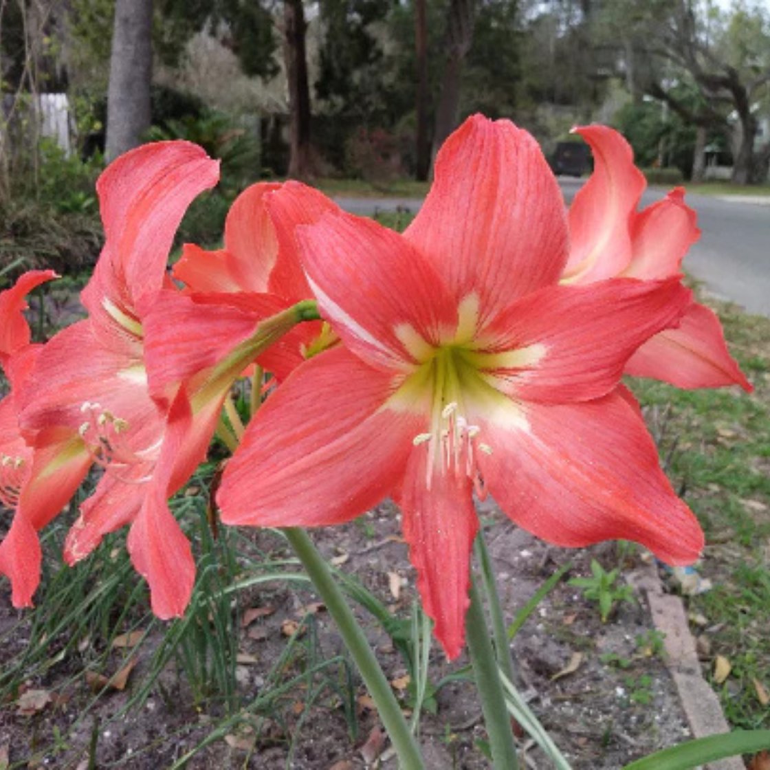 Hippeastrum Bulbs Seeed Amaryllis Barbados Lily - 100 Seeds