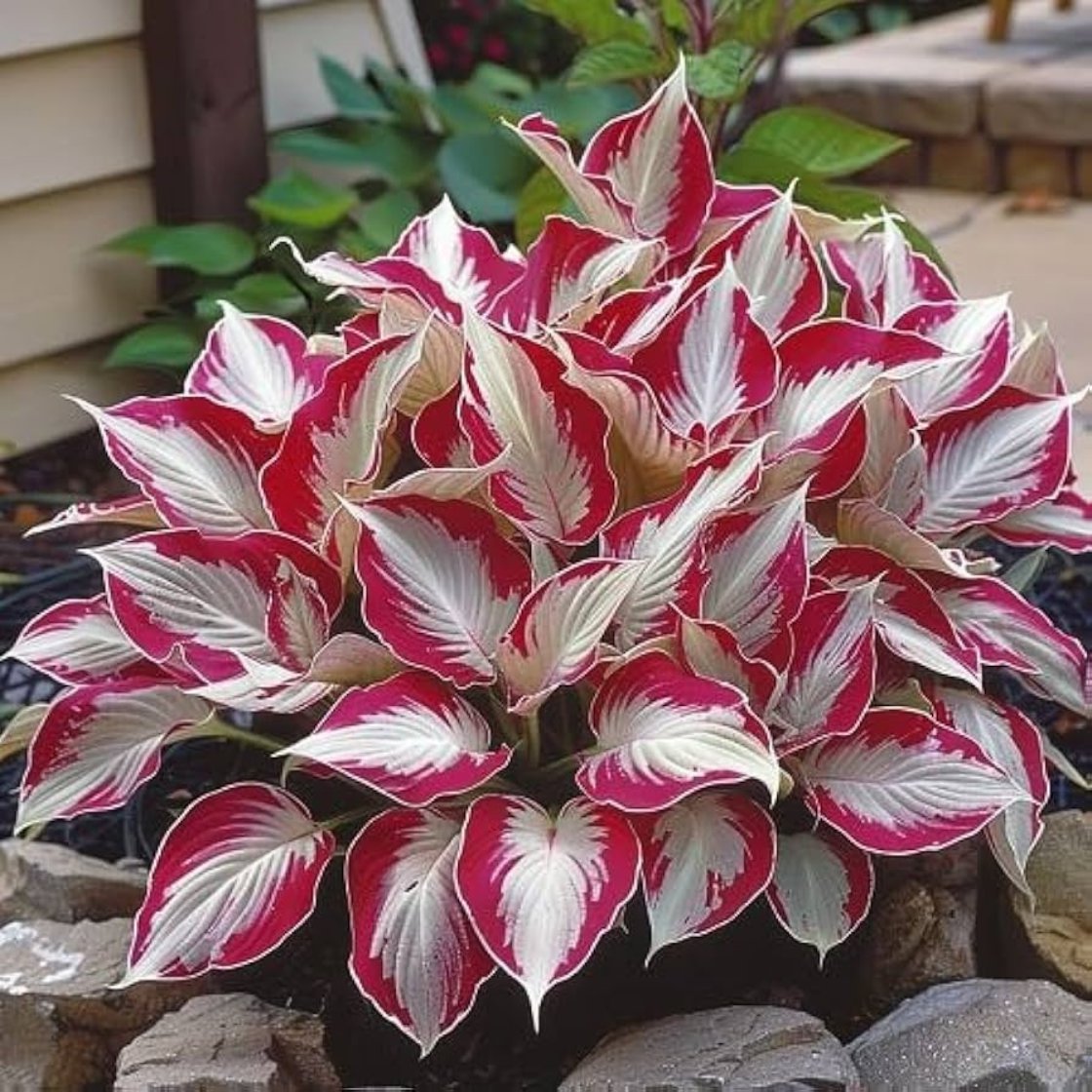 Hosta Seeds Perennial Mixed 8 Types - 200 Seeds