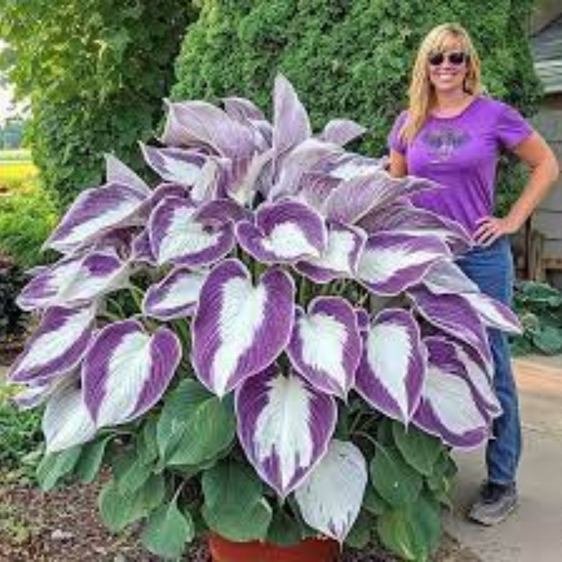 Hosta Seed Perennials Flesh Pink Flowers - 200 Seeds