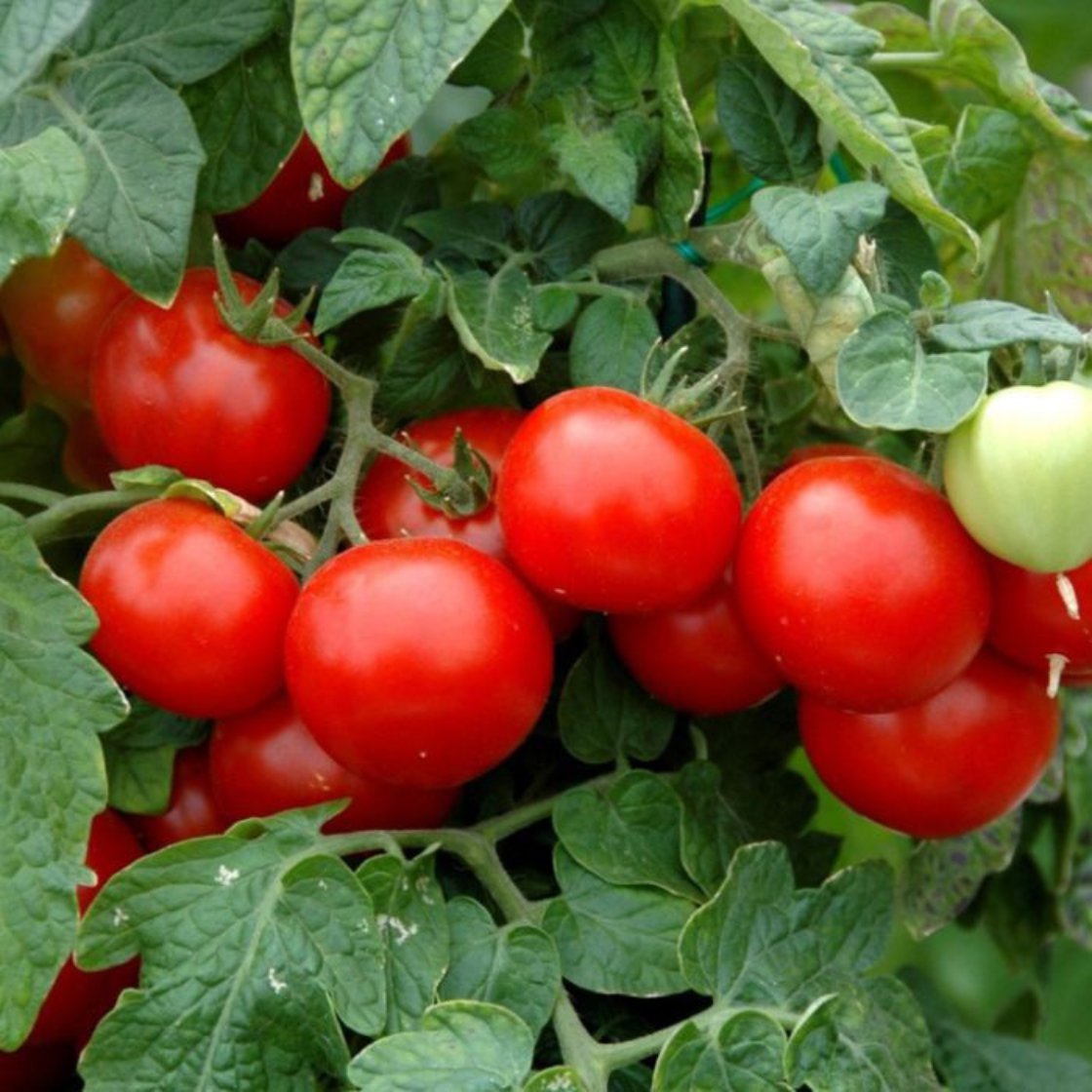 Husky Cherry Red Tomato - 100 Seeds