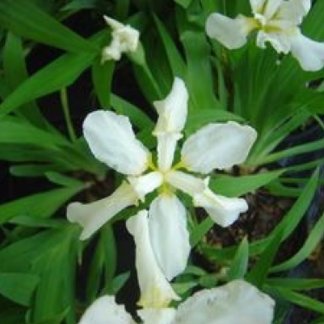 Iris tectorum - 20 Seeds
