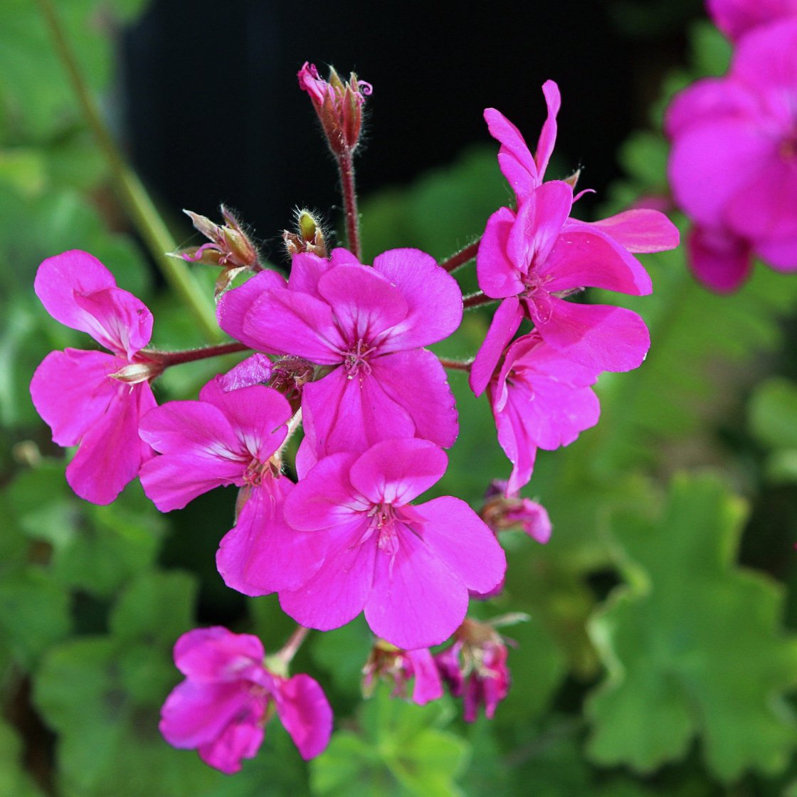 Ivy Leaf Geranium Mixed Pink & Red Flower - 100 Seeds