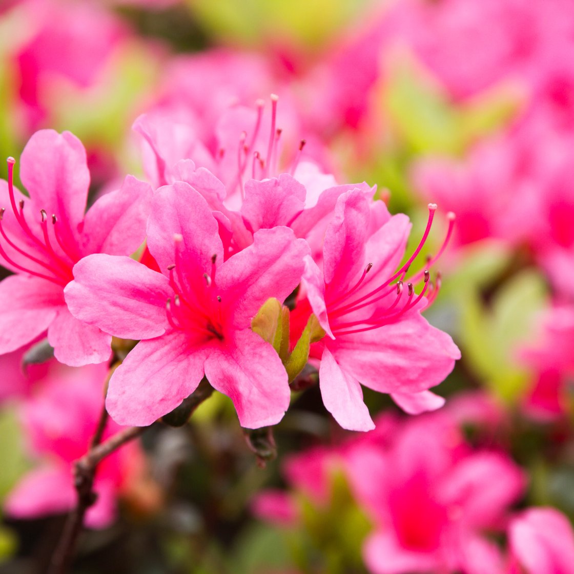 Japanese Azalea Rhododendron Azalea Perennial Flowers Seeds Pink Flower ...
