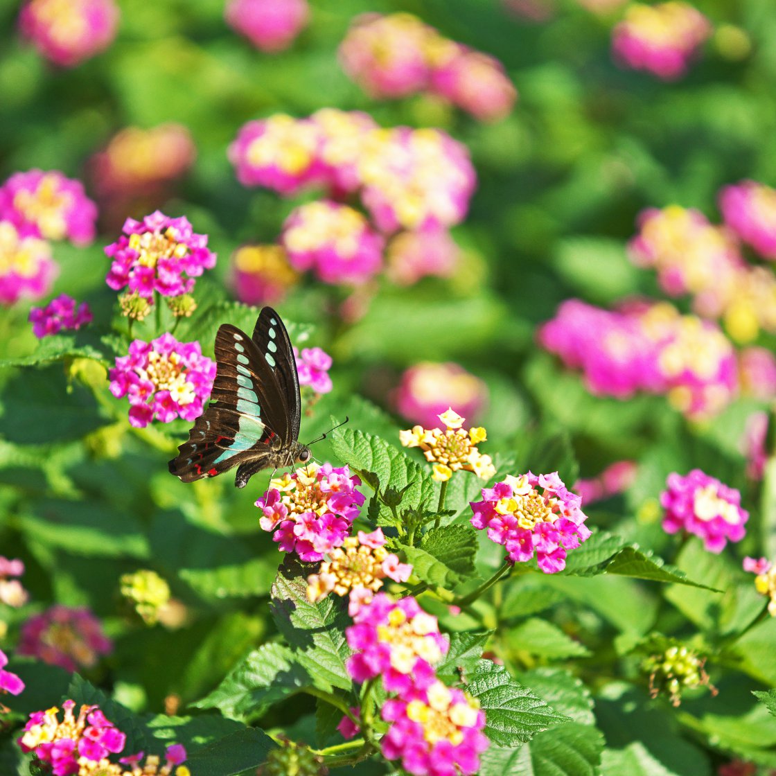 Lantana camara flower - 100 Seeds