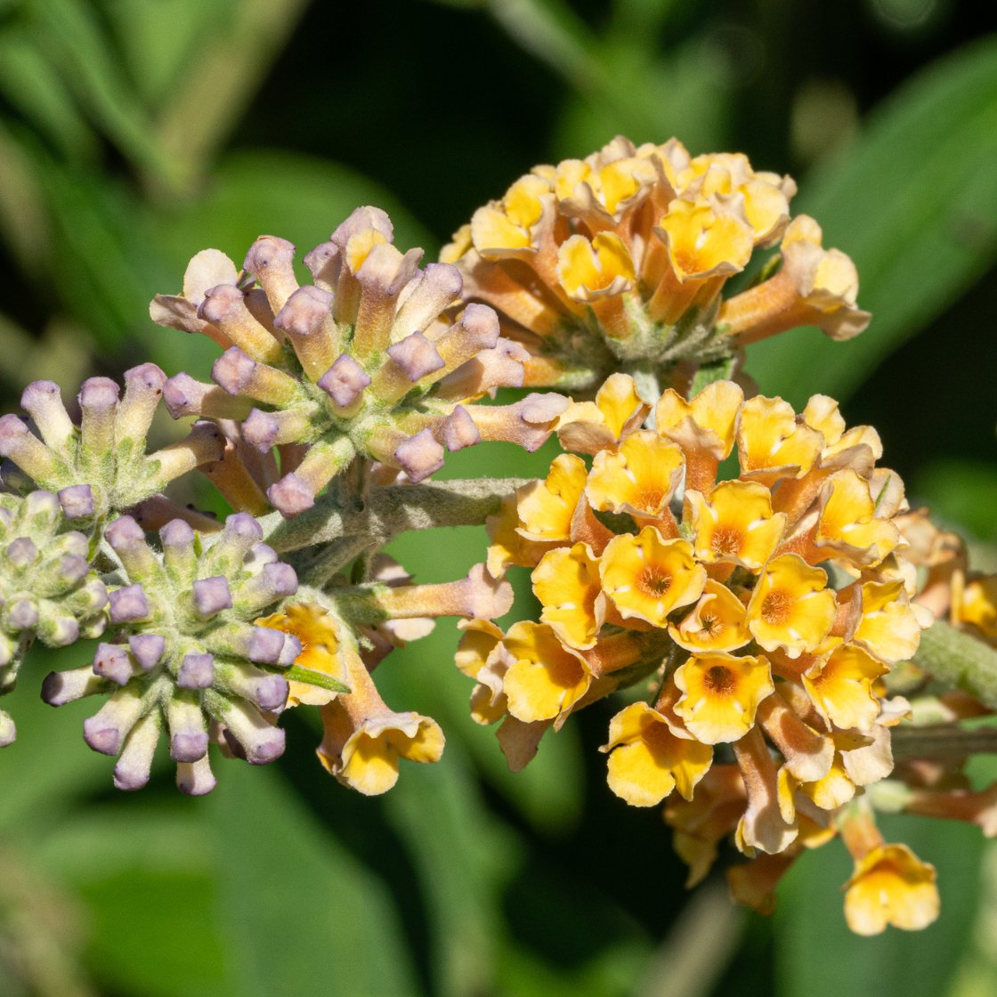 Buddleja lindleyana Orangish Yellow Flowers - 100 Seeds
