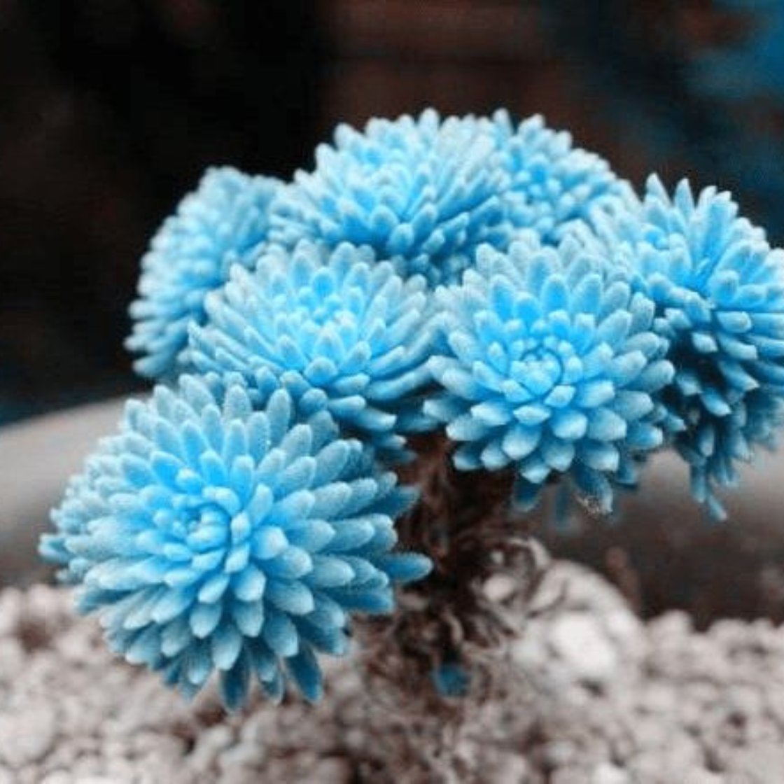 Bright Blue Lithops Livingstones Seeds Bonsai Indoor - 100 Seeds