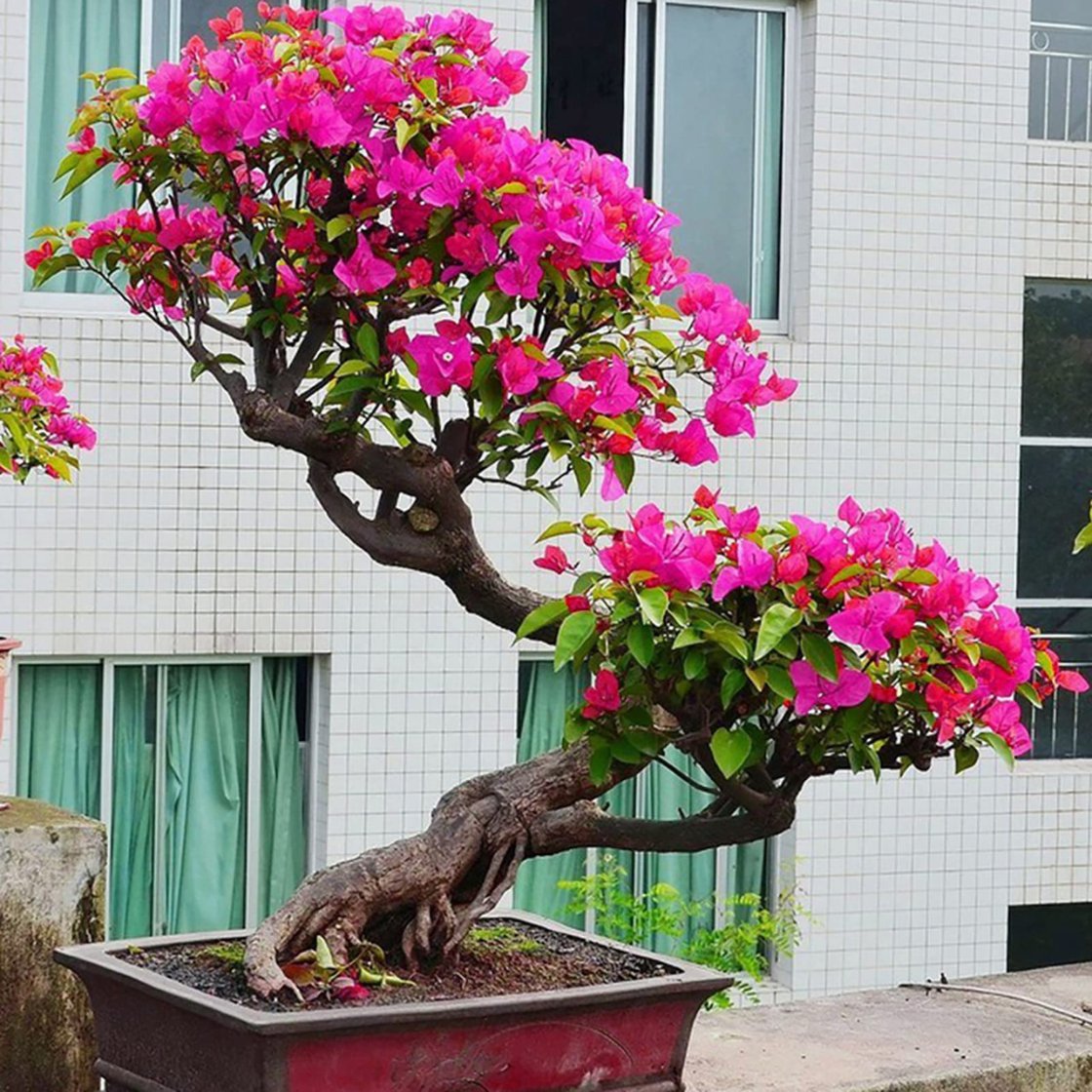 Bougainvillea Spectabilis Willd Bonsai Plant - 103 Seeds