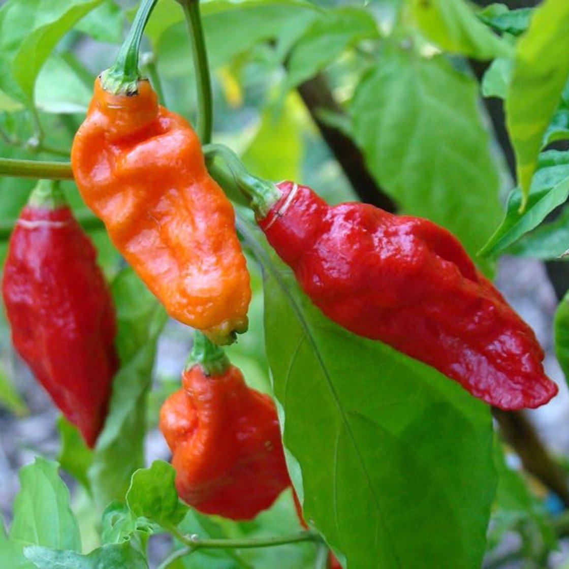 Bhut Jolokia Indian Ghost Pepper Scoville Over - 15 Seeds