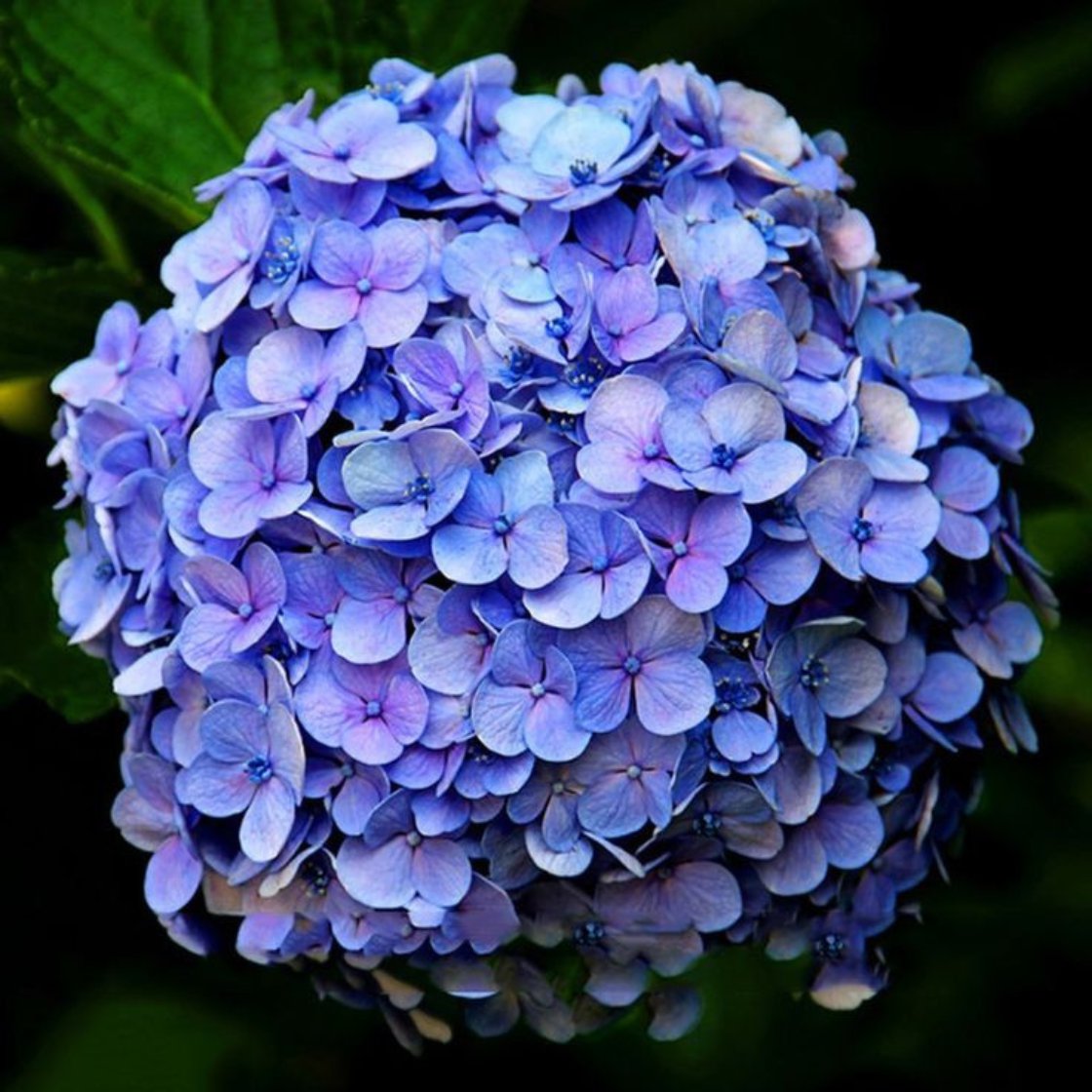 Blue Hydrangea Paniculata Grandiflora - 15 Seeds