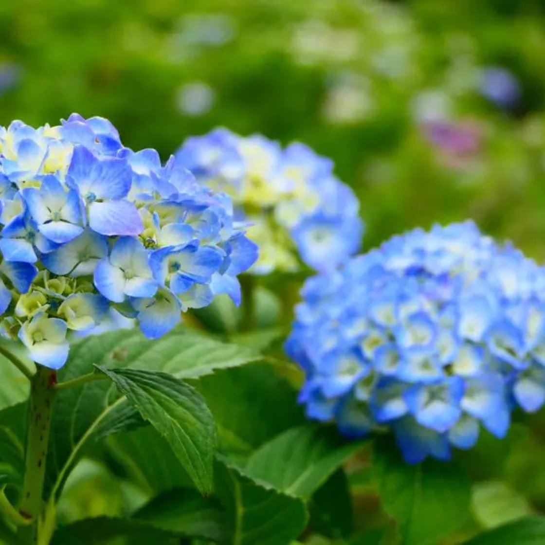 Blue Hydrangea Paniculata Grandiflora - 15 Seeds