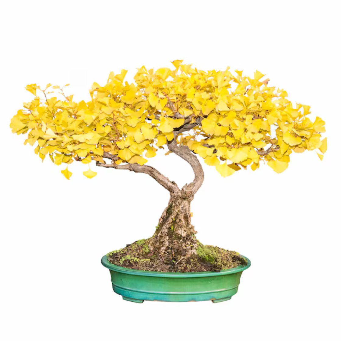 Maidenhair Ginkgo biloba Tree Seeds Japanese Bonsai Unique Ornamental ...