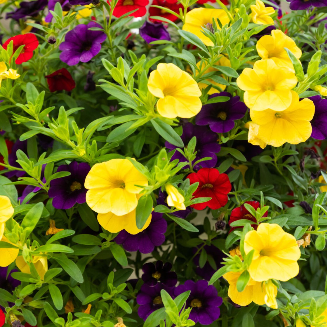 Mini Calibrchoa Million Bells Annual Flower Bonsai Vary Colors - 100 Seeds