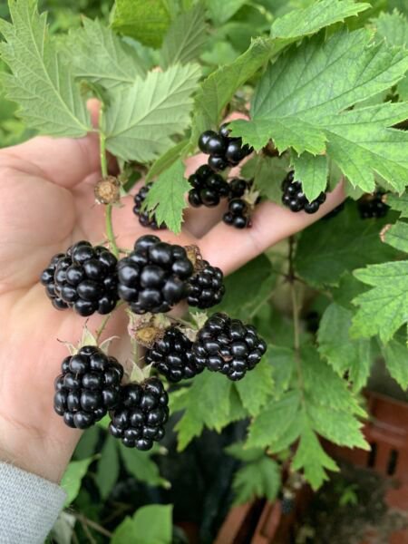1 Year Old Dewberry Plant 4 6” Tall Sent With Roots Wrapped In Moist ...