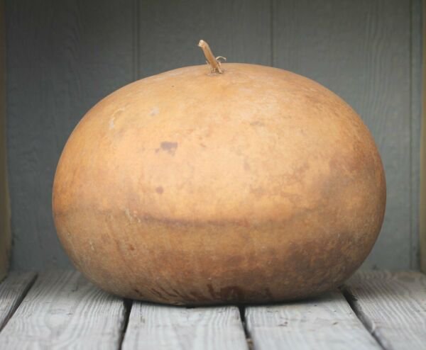 10 Bushel Gourd Seeds For Planting Giant Round Gourds Fresh Garden