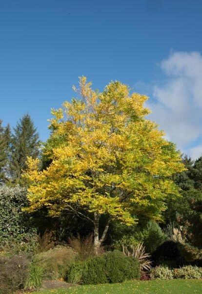 10 Kentucky Coffee Tree Seeds For Planting Gymnocladus Dioicus Fresh Garden