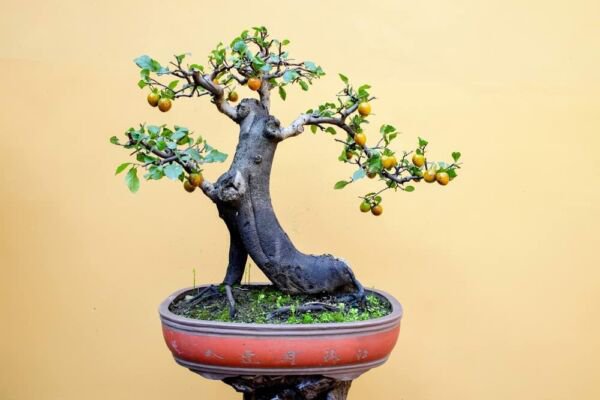 10 Persimmon Bonsai Tree Seeds Ships From Iowa Fresh Garden