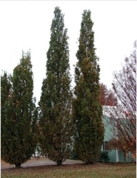 12 Plants Quercus Robur Fastigiata Columnar English Oak 1 Year Old ...