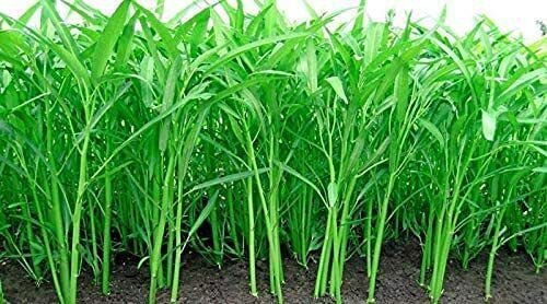 200 Ong Choy Seeds To Grow Very Healthy Water Spinach Ships From Iowa ...