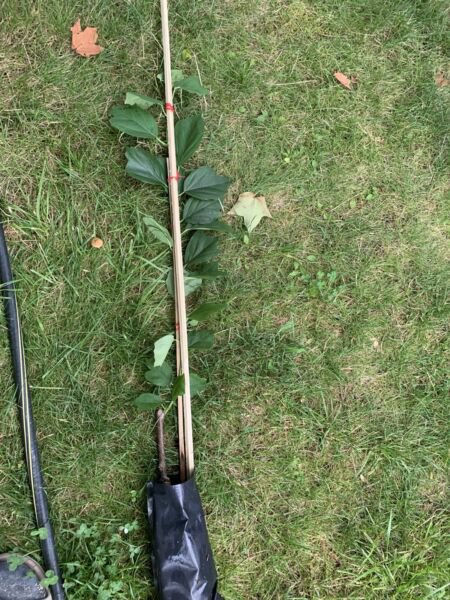 3 4 Ft Che Seedless Plant Chinese Mulberry 1 Year Old Grafted Cudrania ...