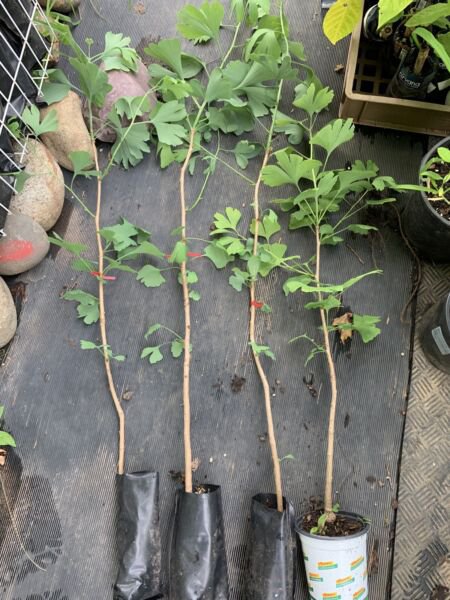 3 Year Old Ginkgo Biloba Seedling Shipped In Container With Soil Fresh ...