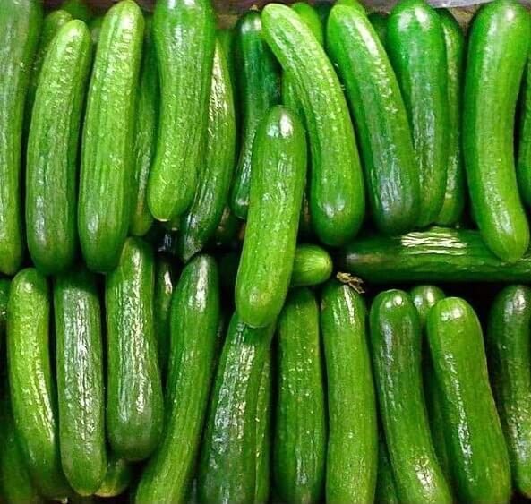 30 Alpha Cucumber Seeds For Planting Persian Beit Alpha Cucumis Sativus ...