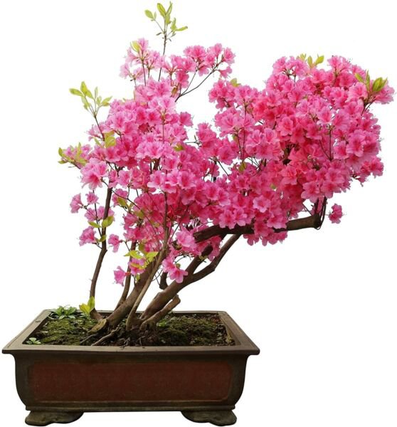 30 Royal Azalea Bonsai Tree Seeds To Plant Rhododendron Schlippenbachii ...