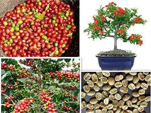 5 Arabica Coffee Bonsai Tree Seeds To Grow Exotic Indoor Bonsai Tree ...