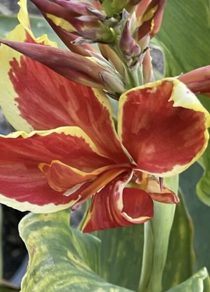 Canna Lily Lucifer (1) Live Plant Bulb Red With Yellow Edge Tropical ...