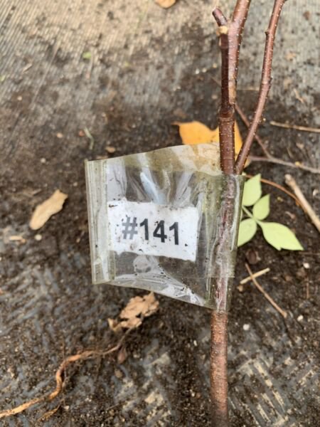 Exact Plant #140 River Birch (Betula Nigra) 3 4 Year Old Bare Root ...
