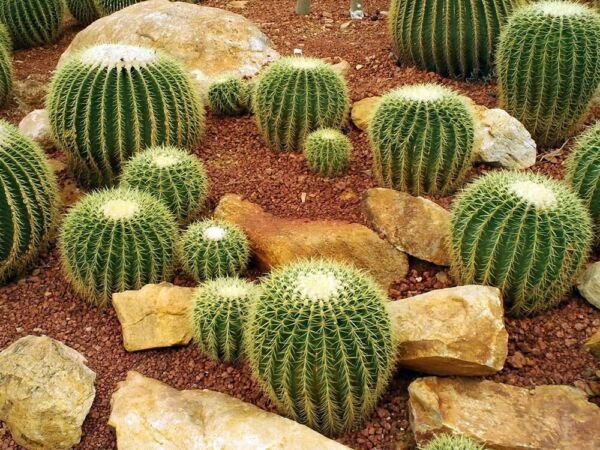 Golden Barrel Cactus Seeds 25 Seeds Echinocactus Grusonii Ships From ...