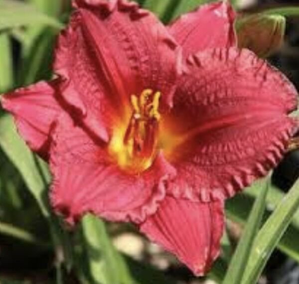 Hemerocallis Cranberry Baby Lily Daylily (1)Live Plant Fans Roots Ruffled Red Fresh Garden