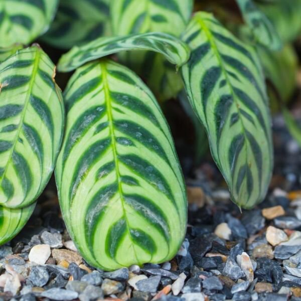 Houseplant Calathea Burle Marx Fishbone Prayer (1) 6 8” Live Rooted ...