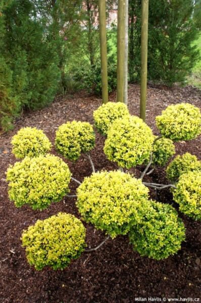 Ilex Crenata 'Golden Gem' Dwarf Yellow Japanese Holly 1 Year Old Plant ...